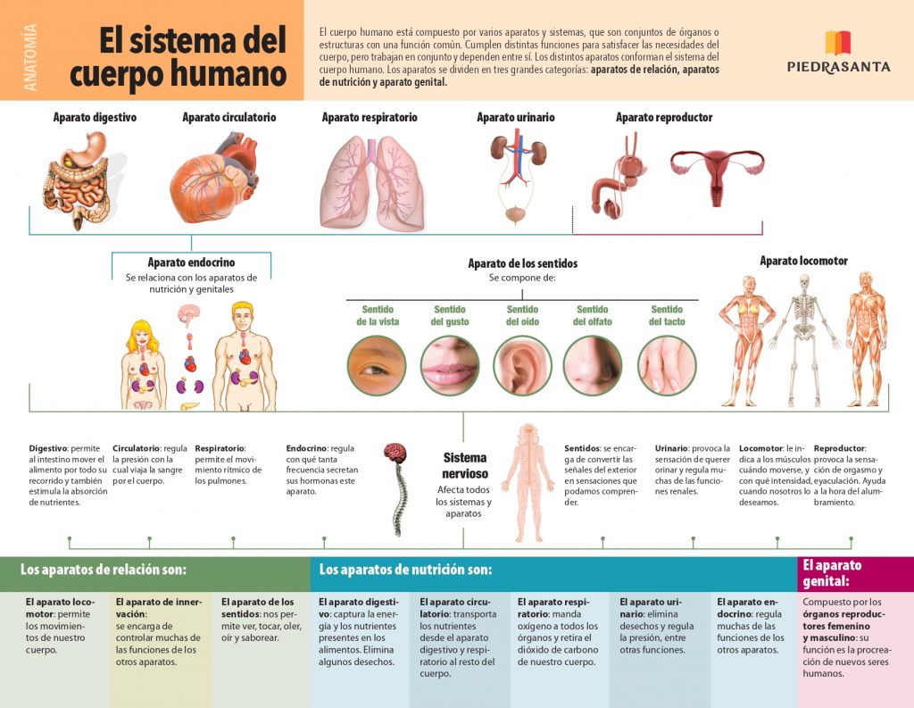 El cuerpo humano – CROPS